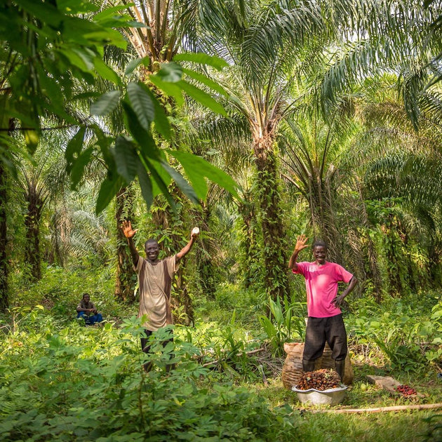 Growing palm oil the right way! – Dr. Bronner's UK